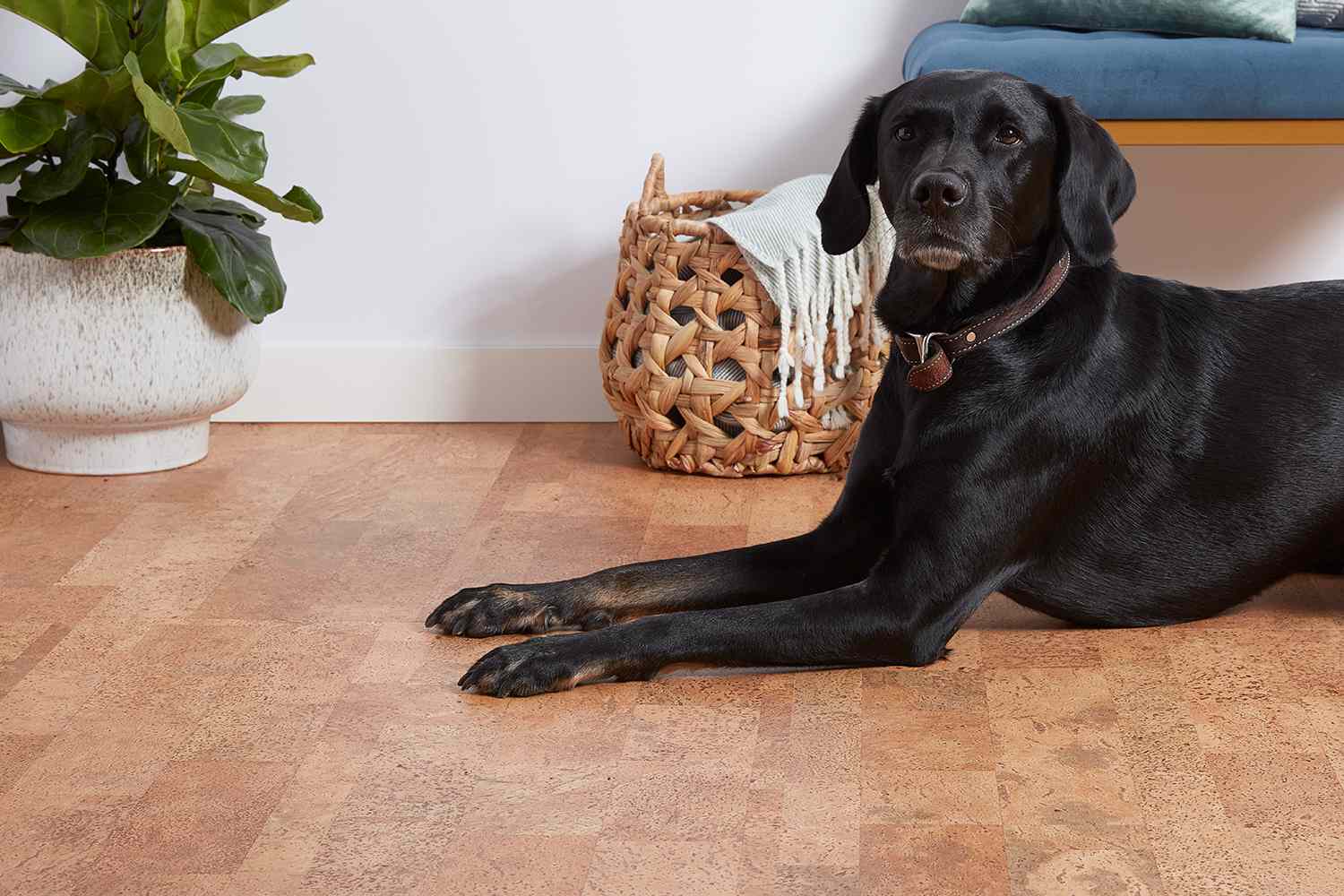 Unlock Pet-Friendly Woodworking: Top Safe Finishes Revealed!